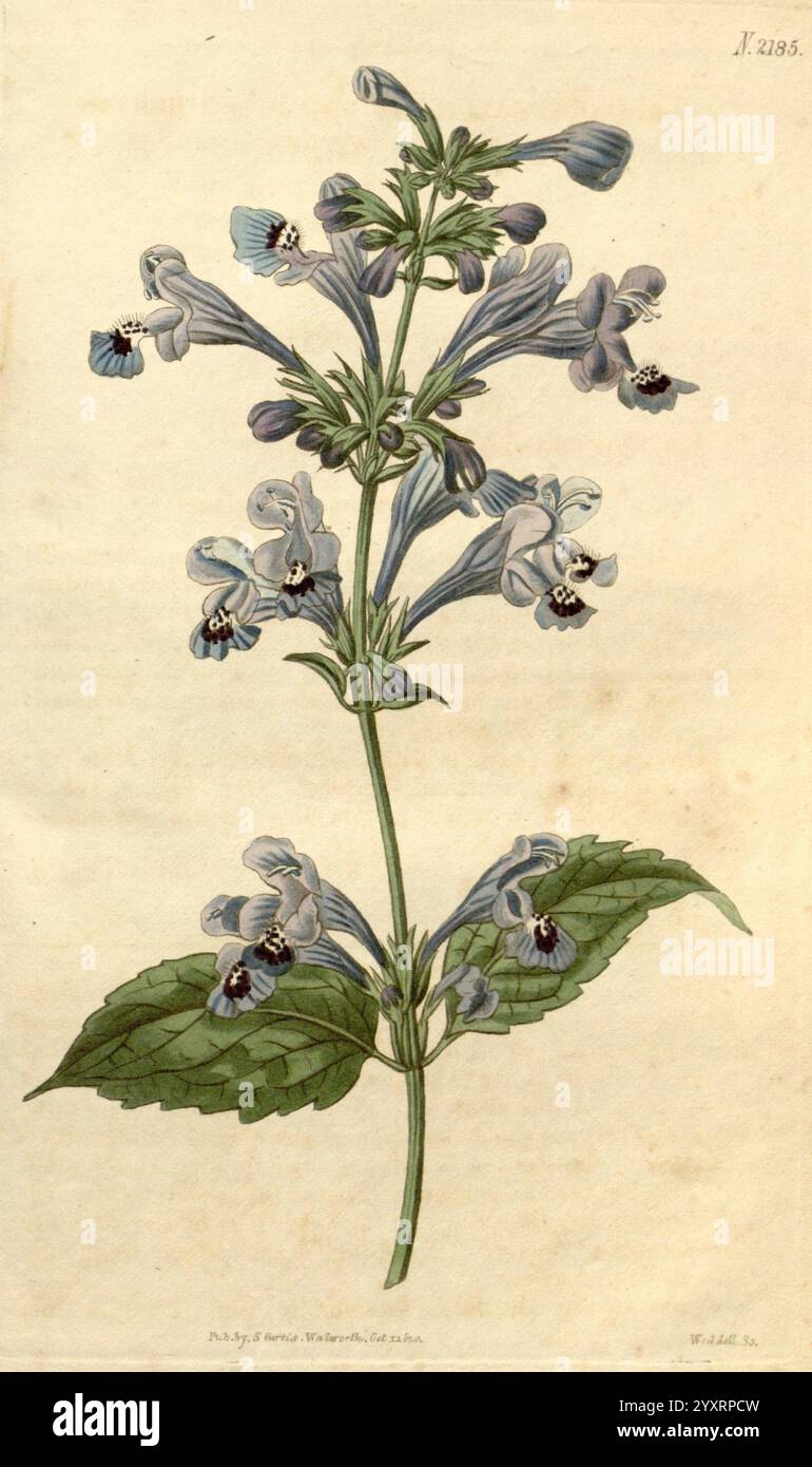 Curtis's botanical magazine, London, New York, botanical illustration ...