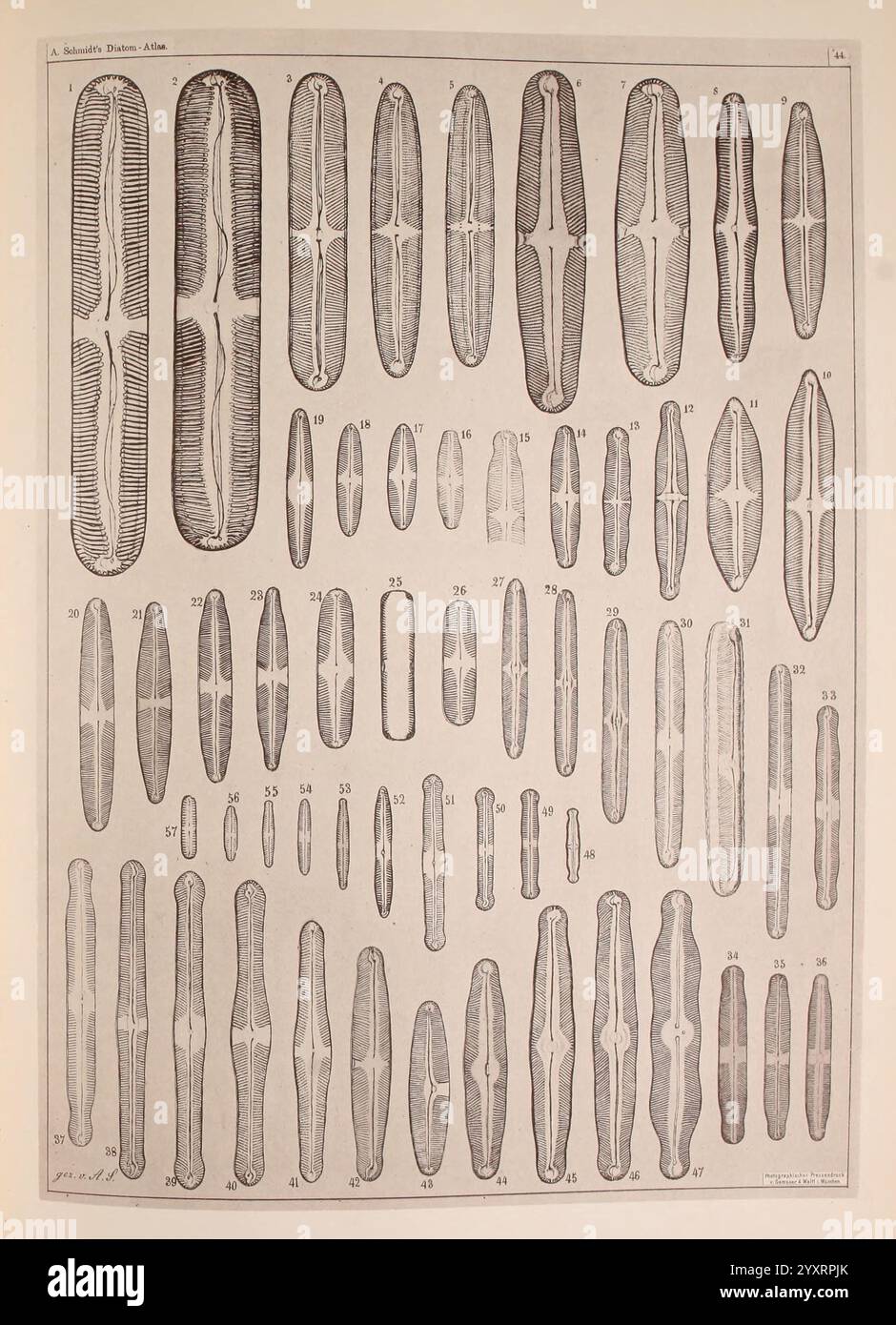 Ecological significance within aquatic environments hi-res stock ...