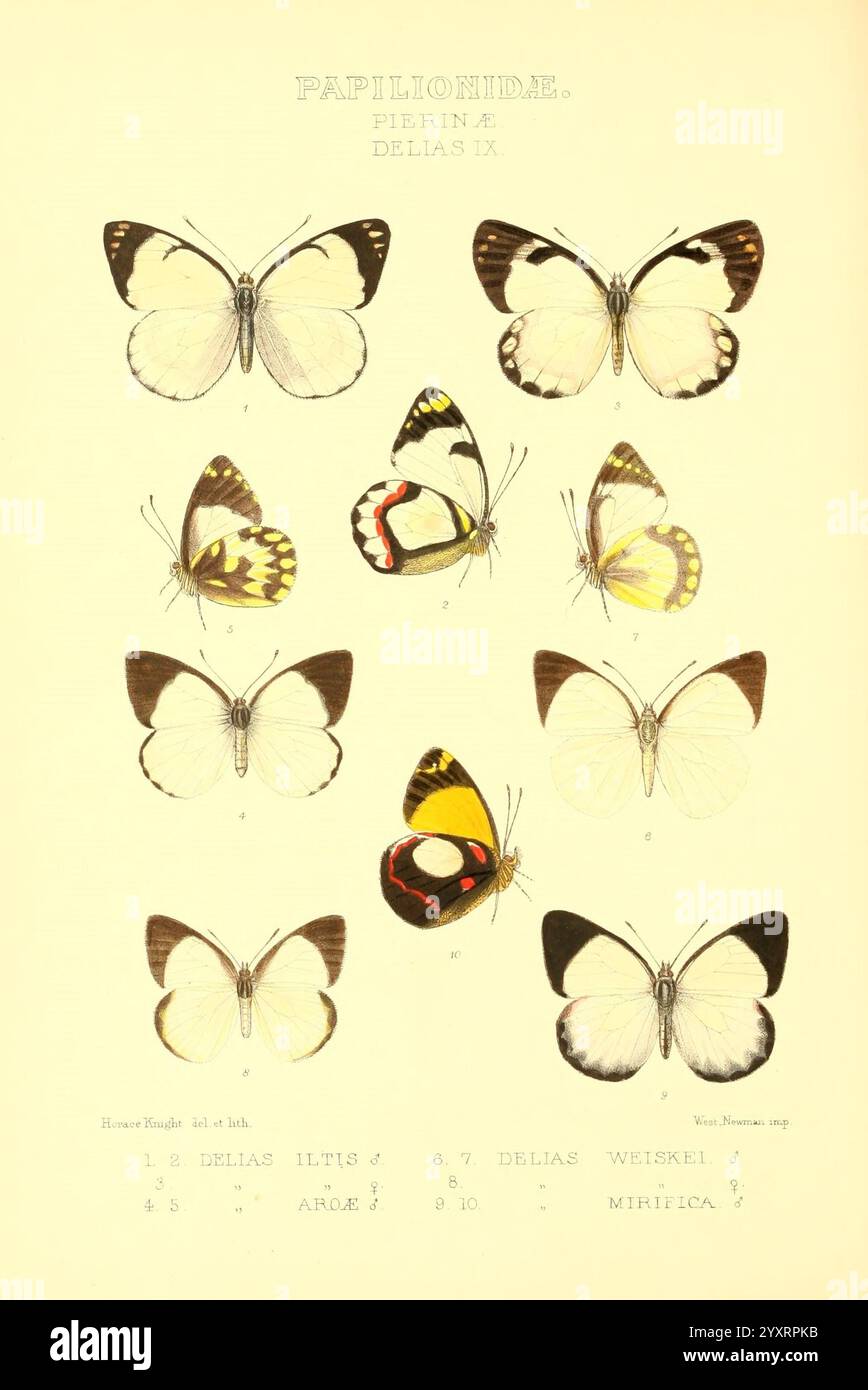 Top row features five butterflies hi-res stock photography and images - Alamy