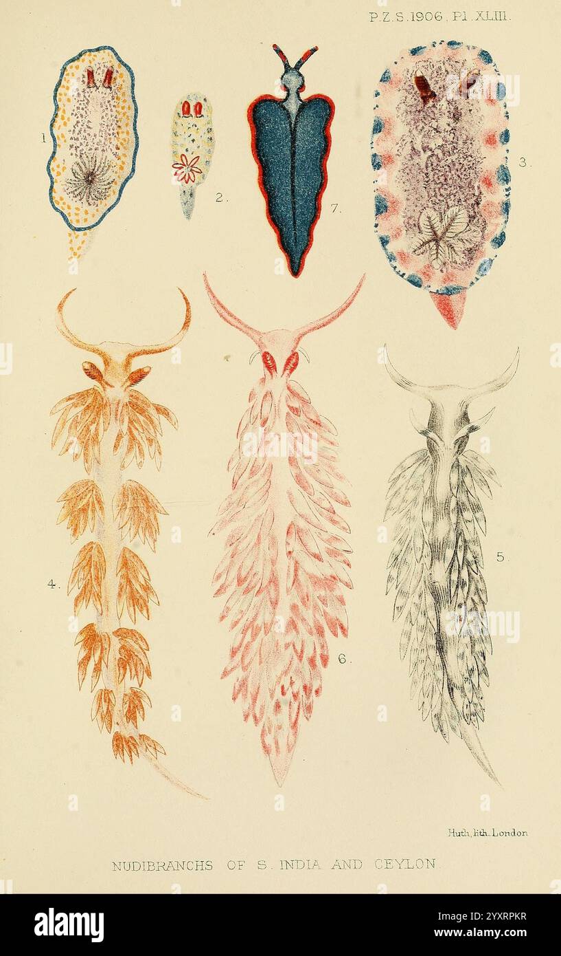 Feathery appendages hi-res stock photography and images - Alamy