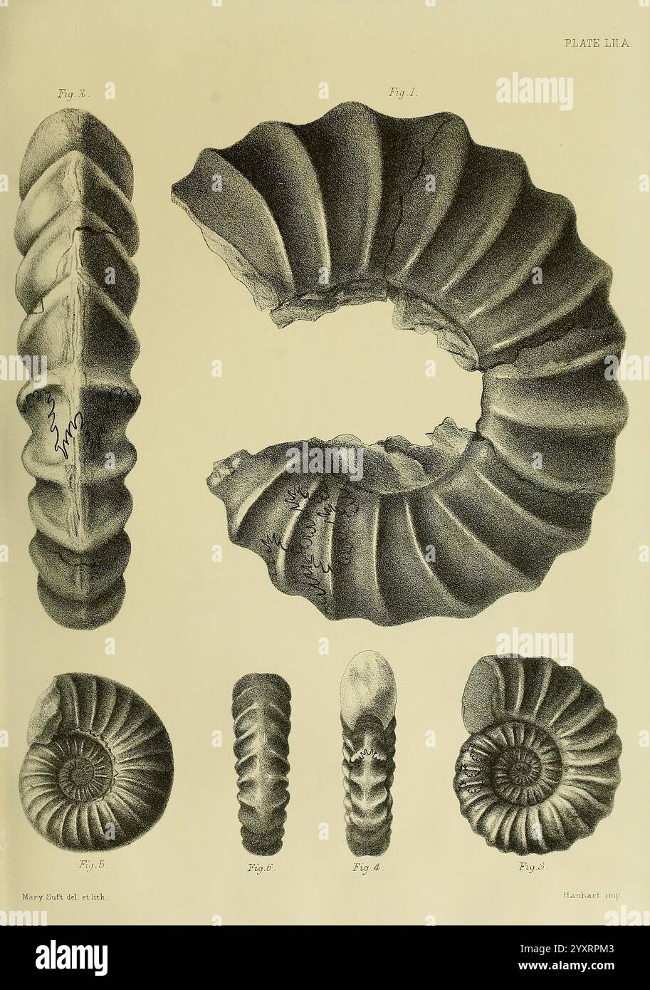 Detailed study of three different types of shells hi-res stock ...