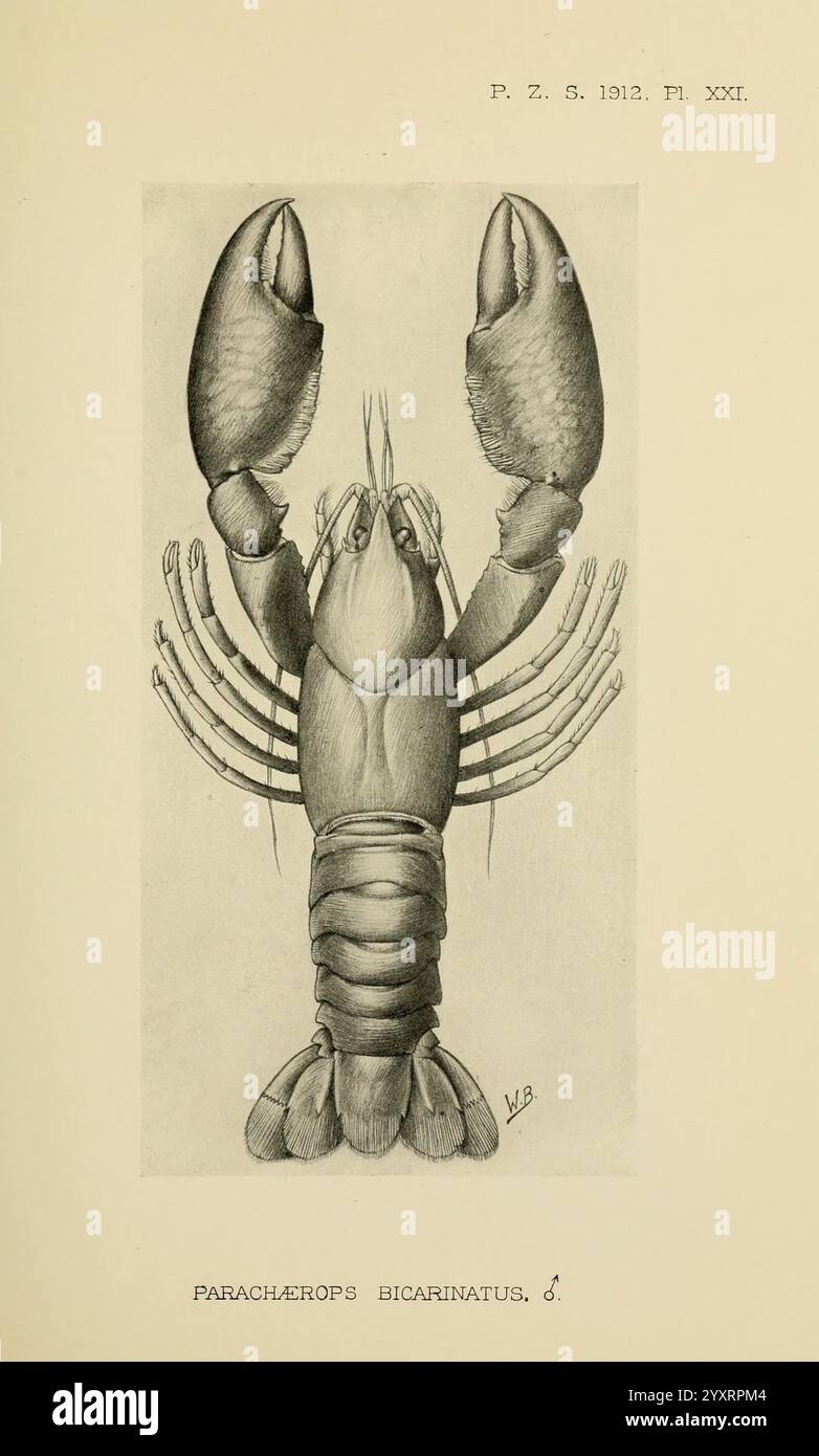 Lobsters unique physical characteristics hi-res stock photography and ...