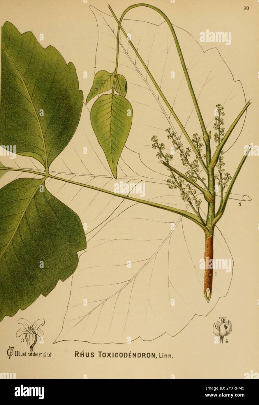 Toxicode Toxicodendron Radicans Ssp. Radicans"