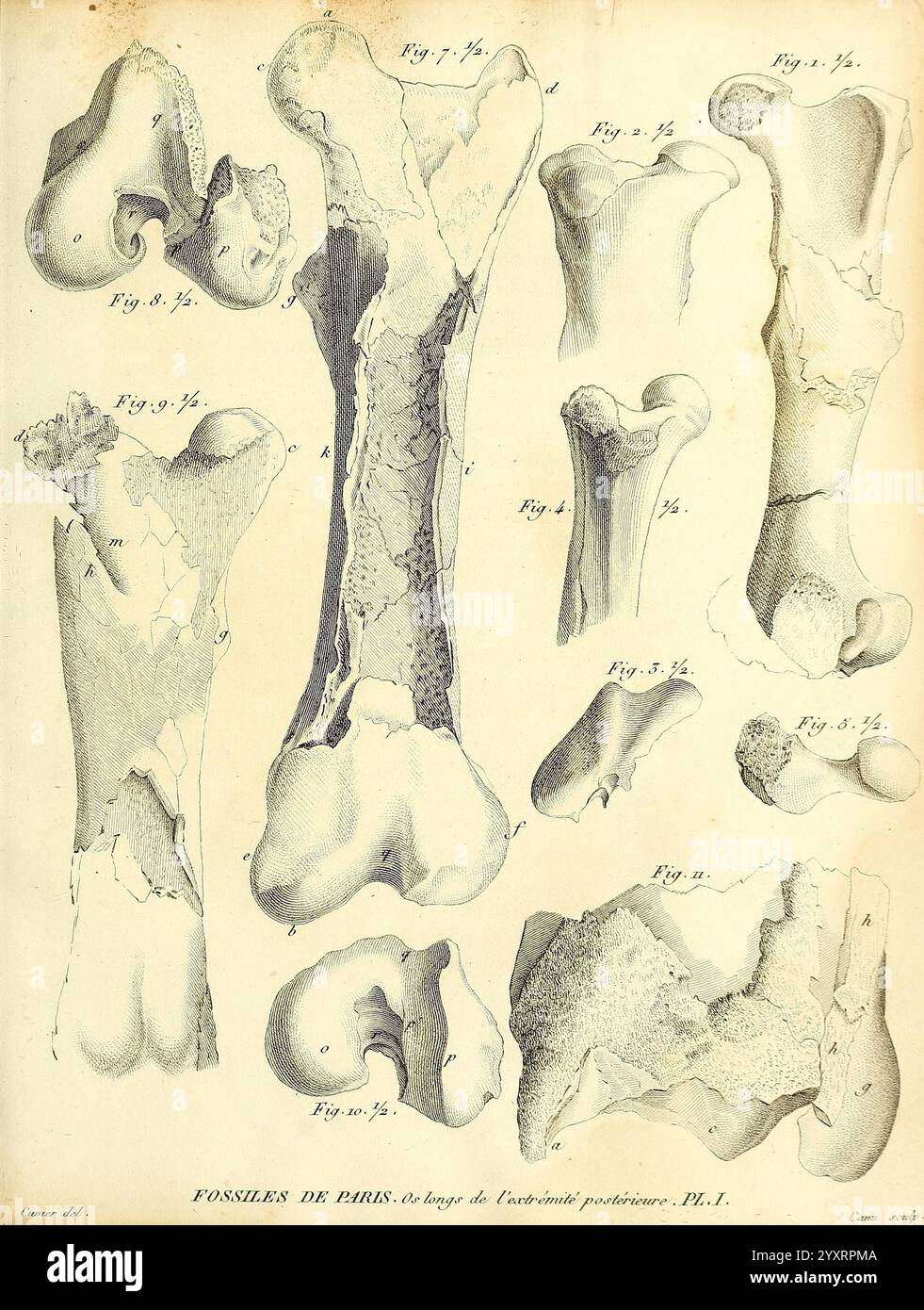 Diagram features several distinct bone structures hi-res stock ...