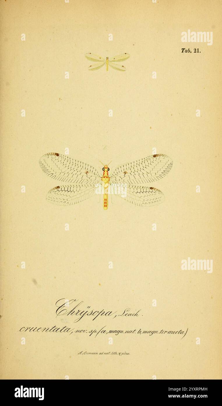 Symbolae ad monographiam generis Chrysopae, Leach. Vratislaviae, apud ...