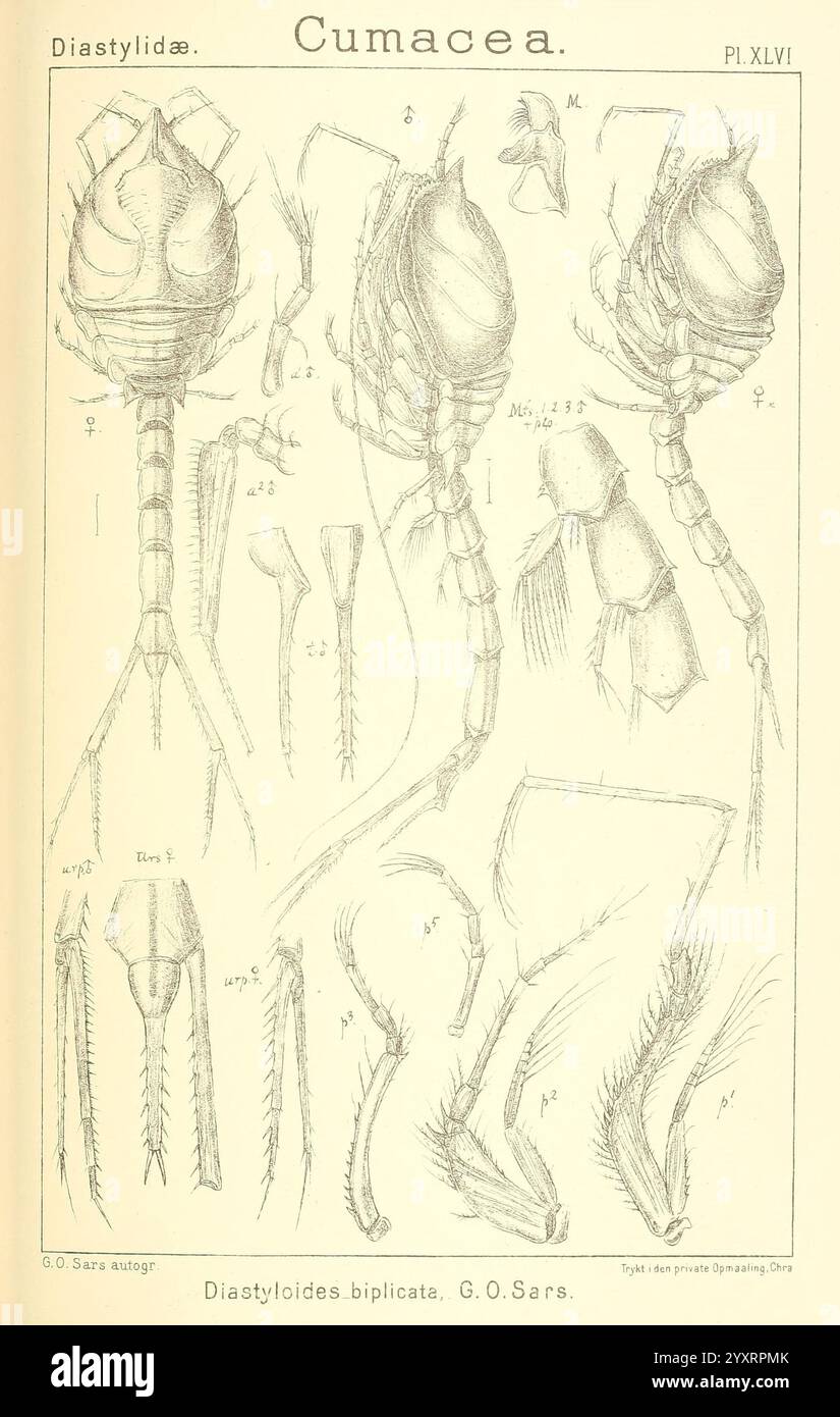Emphasis on biological taxonomy hi-res stock photography and images - Alamy