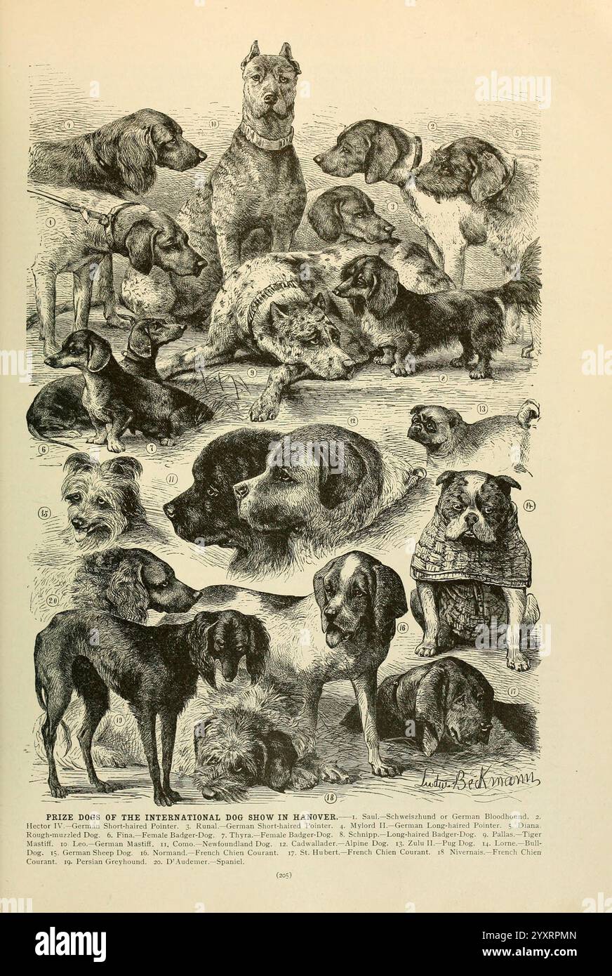 Breeds depicted hi-res stock photography and images - Alamy