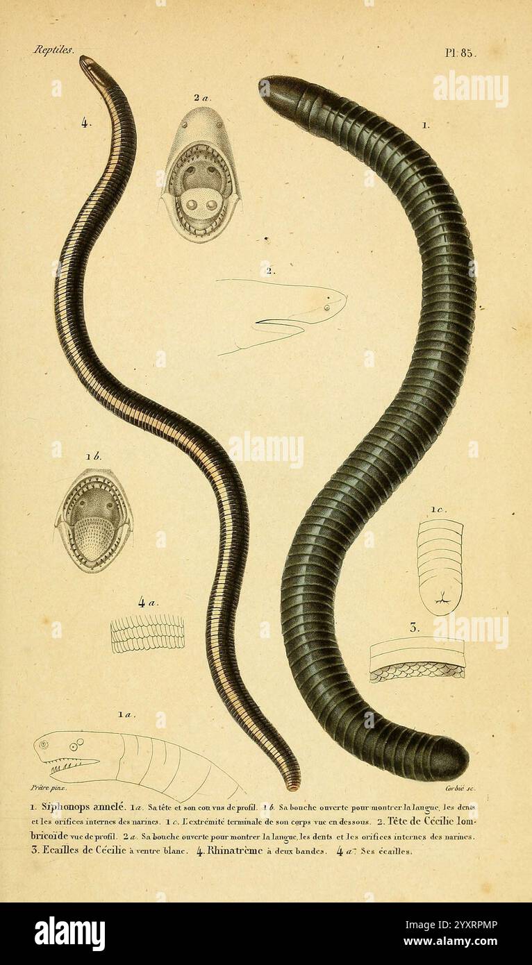 Erpétologie générale, ou, Histoire naturelle complète des reptiles ...