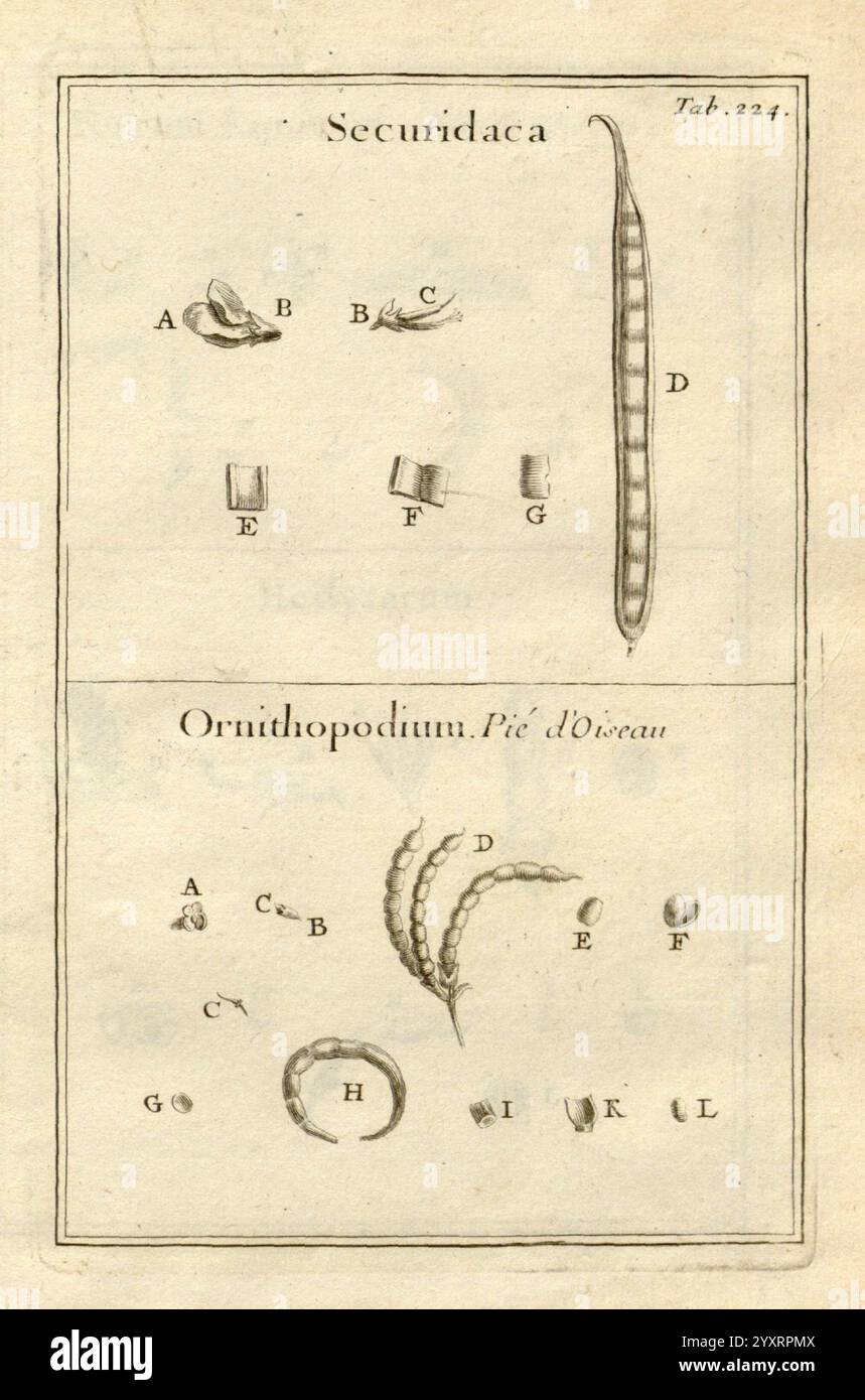 Detailed taxonomy chart labeled hi-res stock photography and images - Alamy