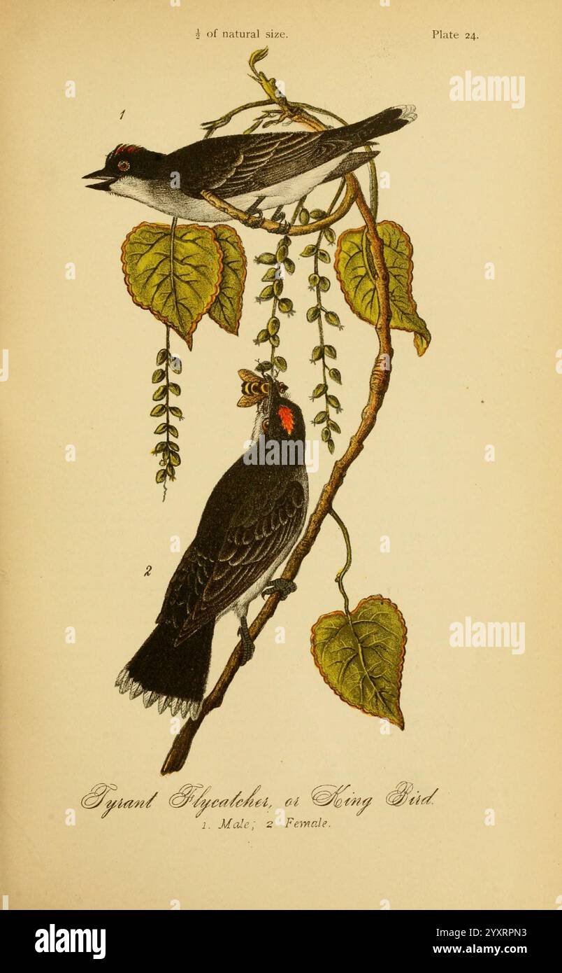 Report on the birds of Pennsylvania, Harrisburg, E.K. Meyers, State ...