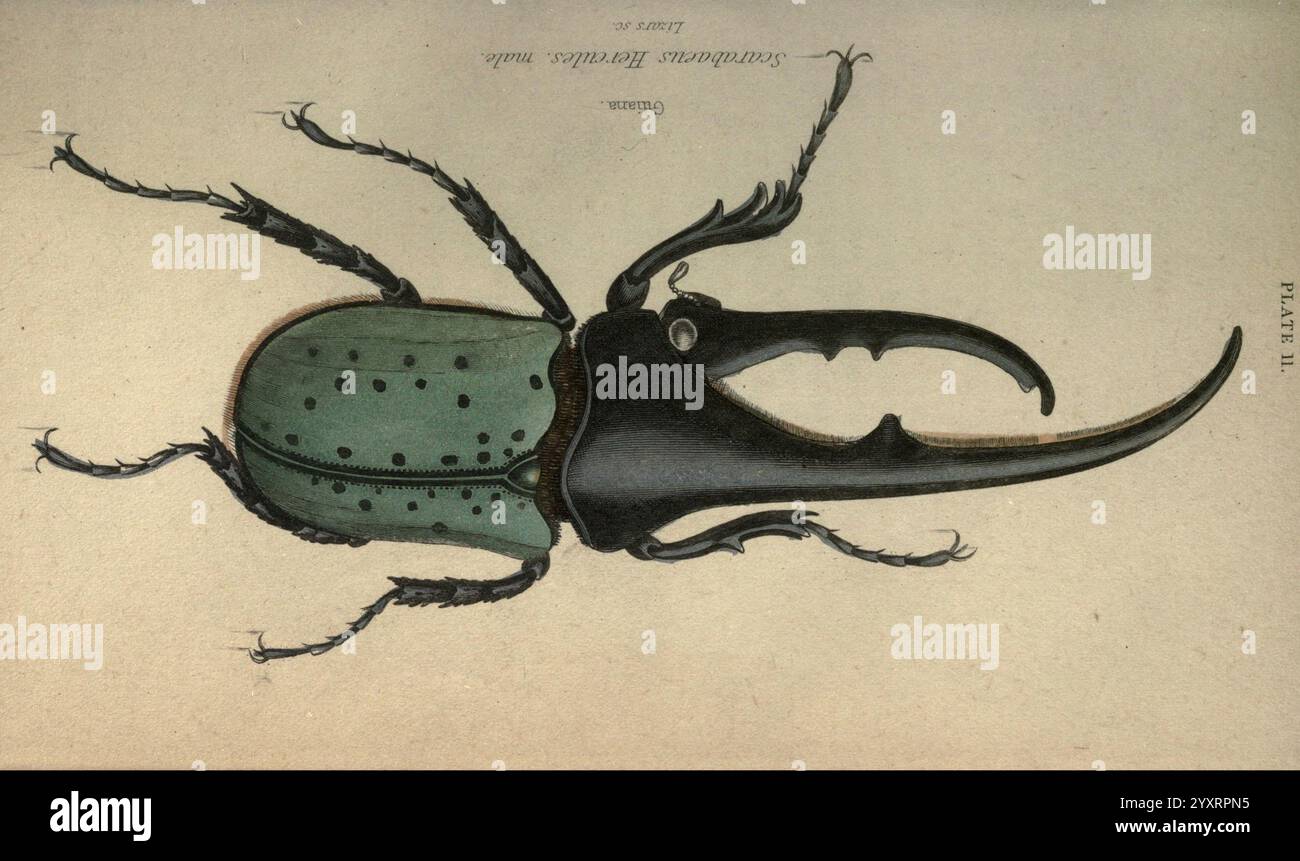 Curved horn extending hi-res stock photography and images - Alamy