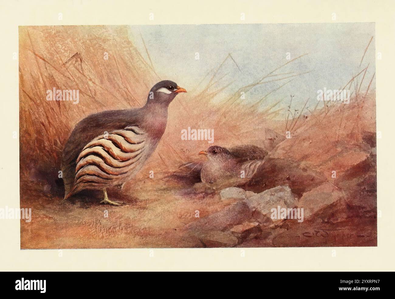 Subtler color palette hi-res stock photography and images - Alamy