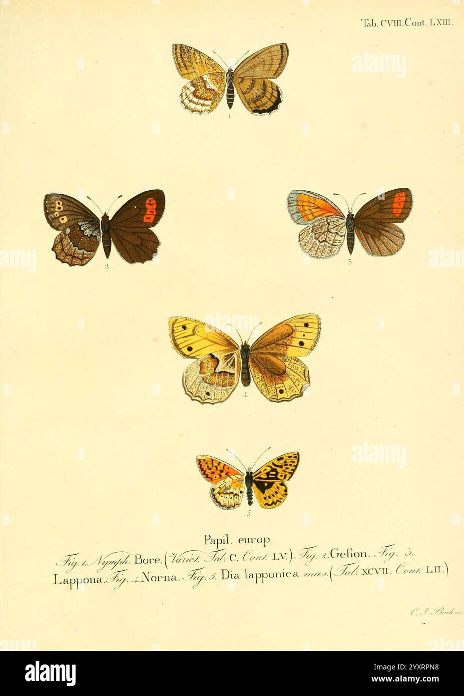Understanding butterfly classification hi-res stock photography and ...