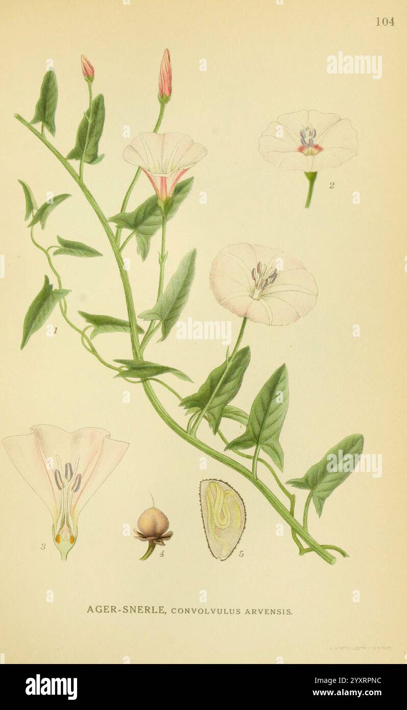Convolvulus Arvensis