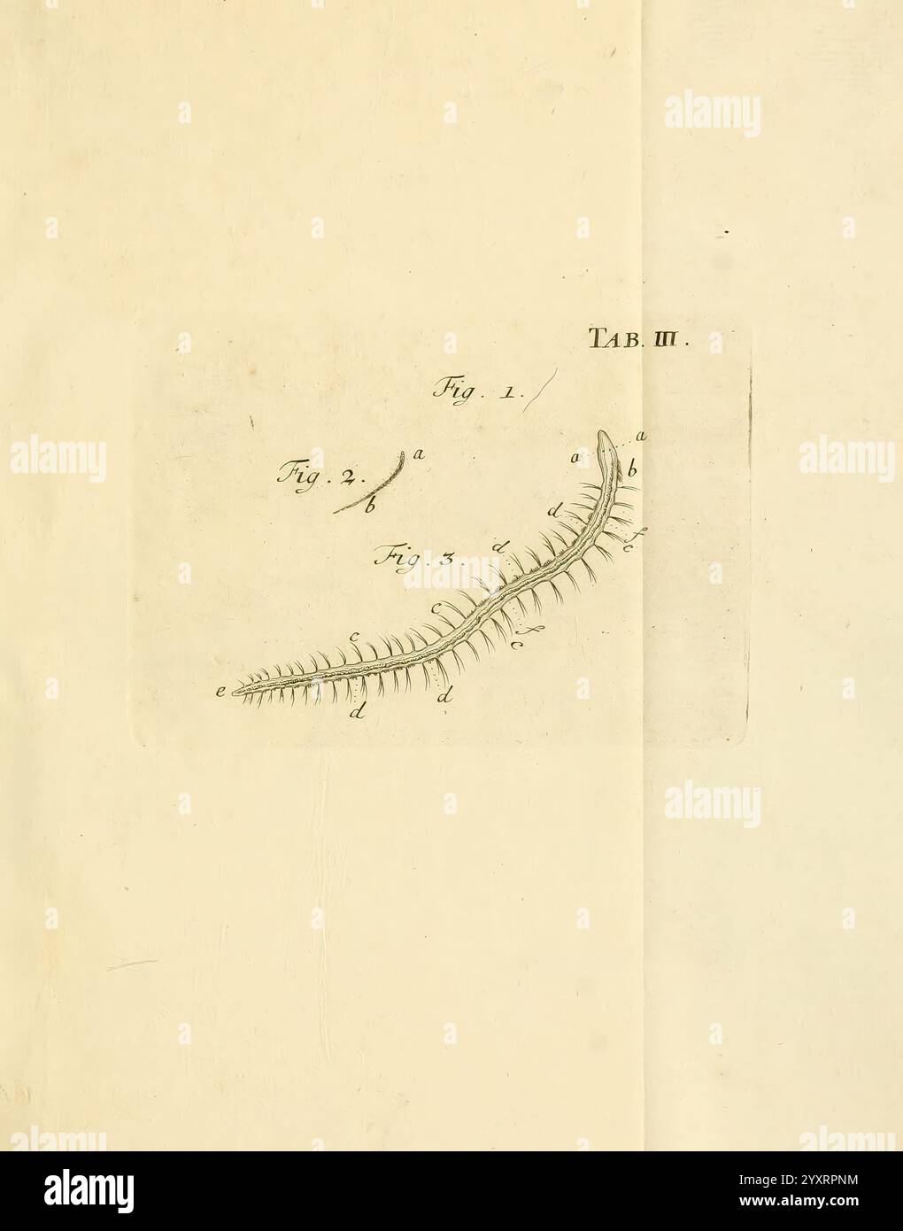 Detailed scientific diagram labeled hi-res stock photography and images ...