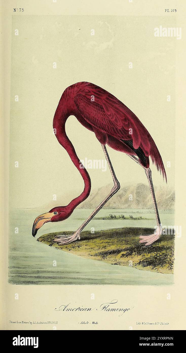 Vividly illustrated american flamingo hi-res stock photography and ...