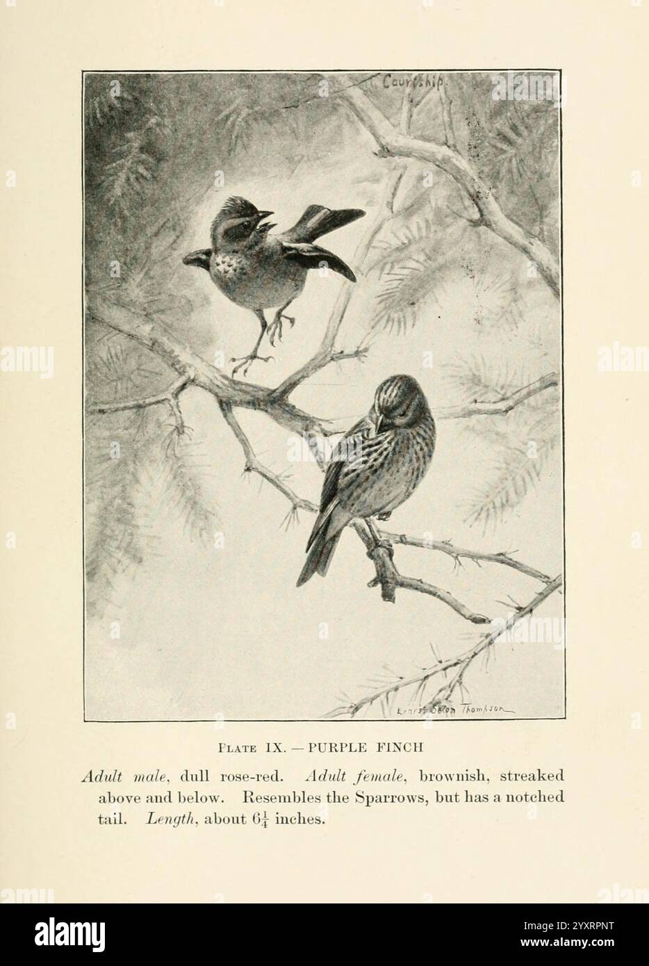 Resemble sparrows hi-res stock photography and images - Alamy