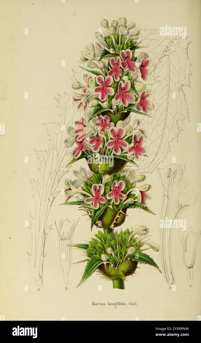 Plant morina longifolia hi-res stock photography and images - Alamy