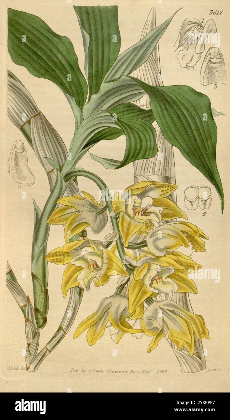 Curtis's Botanical Magazine London New York etc. botanical illustration ...
