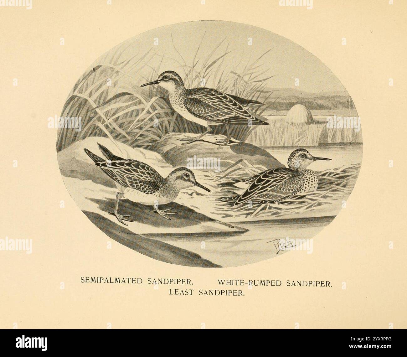 Feathered, game, of, the, Northeast, New York, T.Y. Crowell & Co, 1907 ...