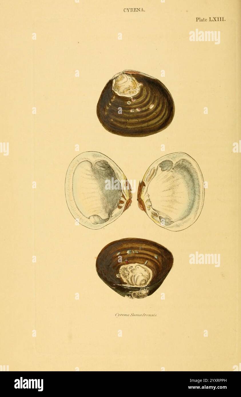 Conchologia systematica, or Complete system of conchology, London ...