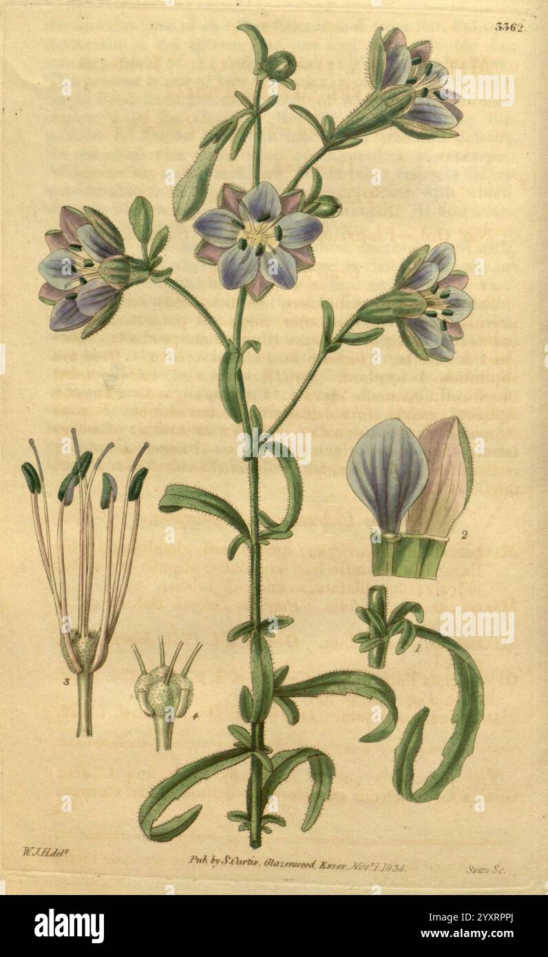 Curtis's Botanical Magazine, London, New York, botany, periodicals ...