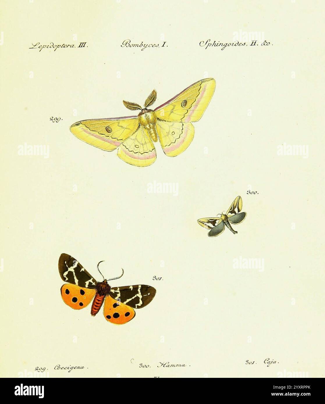 Colorful moth displays hi-res stock photography and images - Alamy