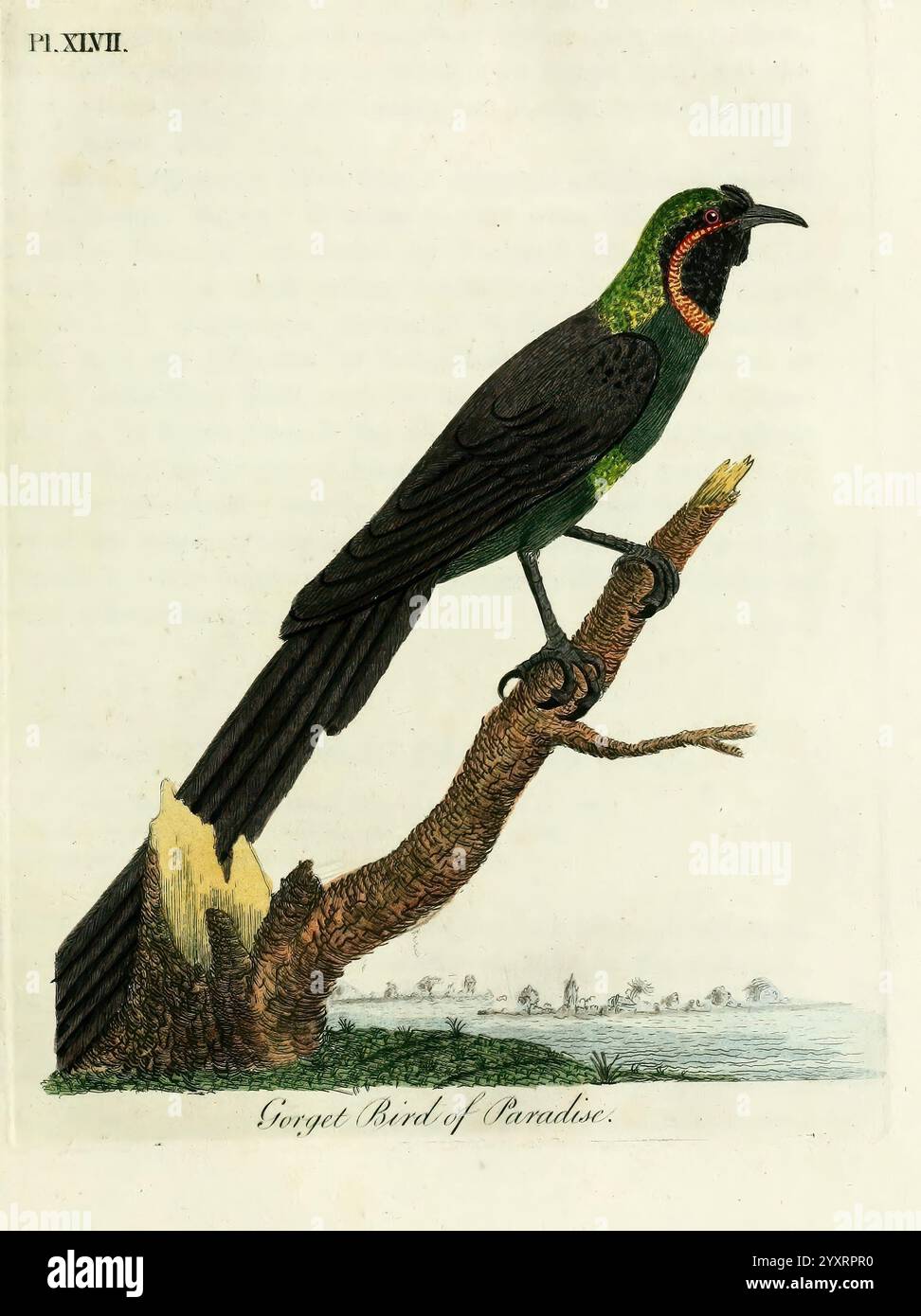 Huon astrapia hi-res stock photography and images - Alamy