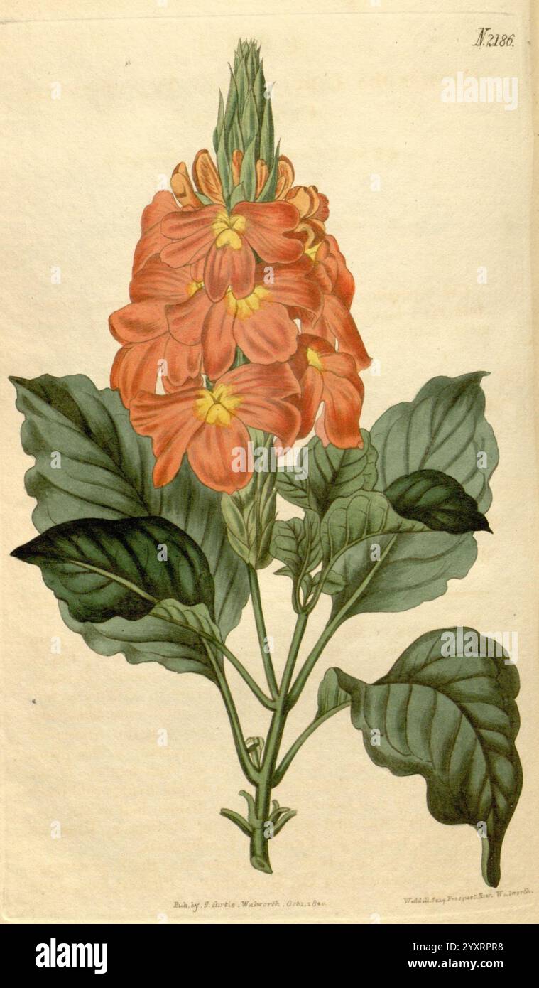 Family acanthaceae crossandra infundibuliformis india hi-res stock ...