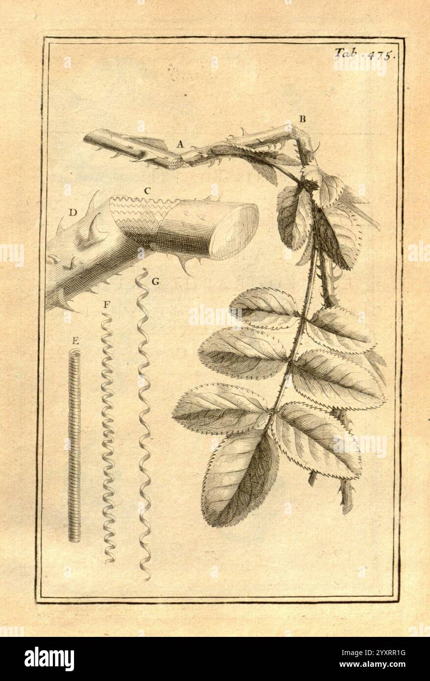 Plant branch labeled hi-res stock photography and images - Alamy