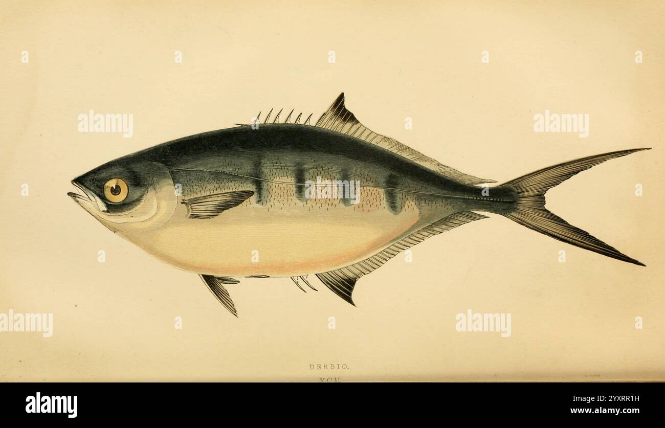 A history of the fishes of the British Islands, 1862-65, Great Britain ...
