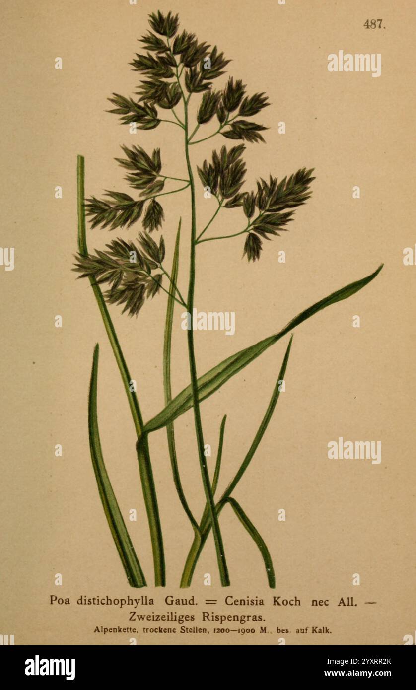 Atlas, der, Alpenflora, Wien, 1882, alps, atlases, mountain, plants ...