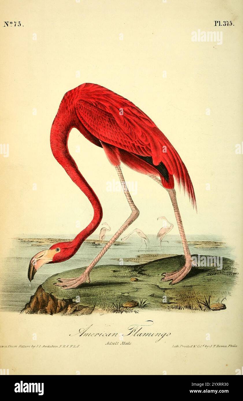 Subtle bird silhouettes hi-res stock photography and images - Alamy