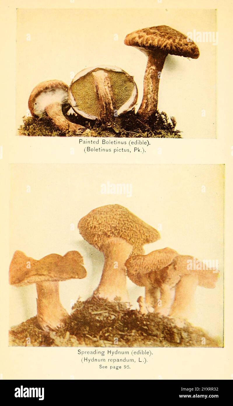 Boletinus pictus hi-res stock photography and images - Alamy