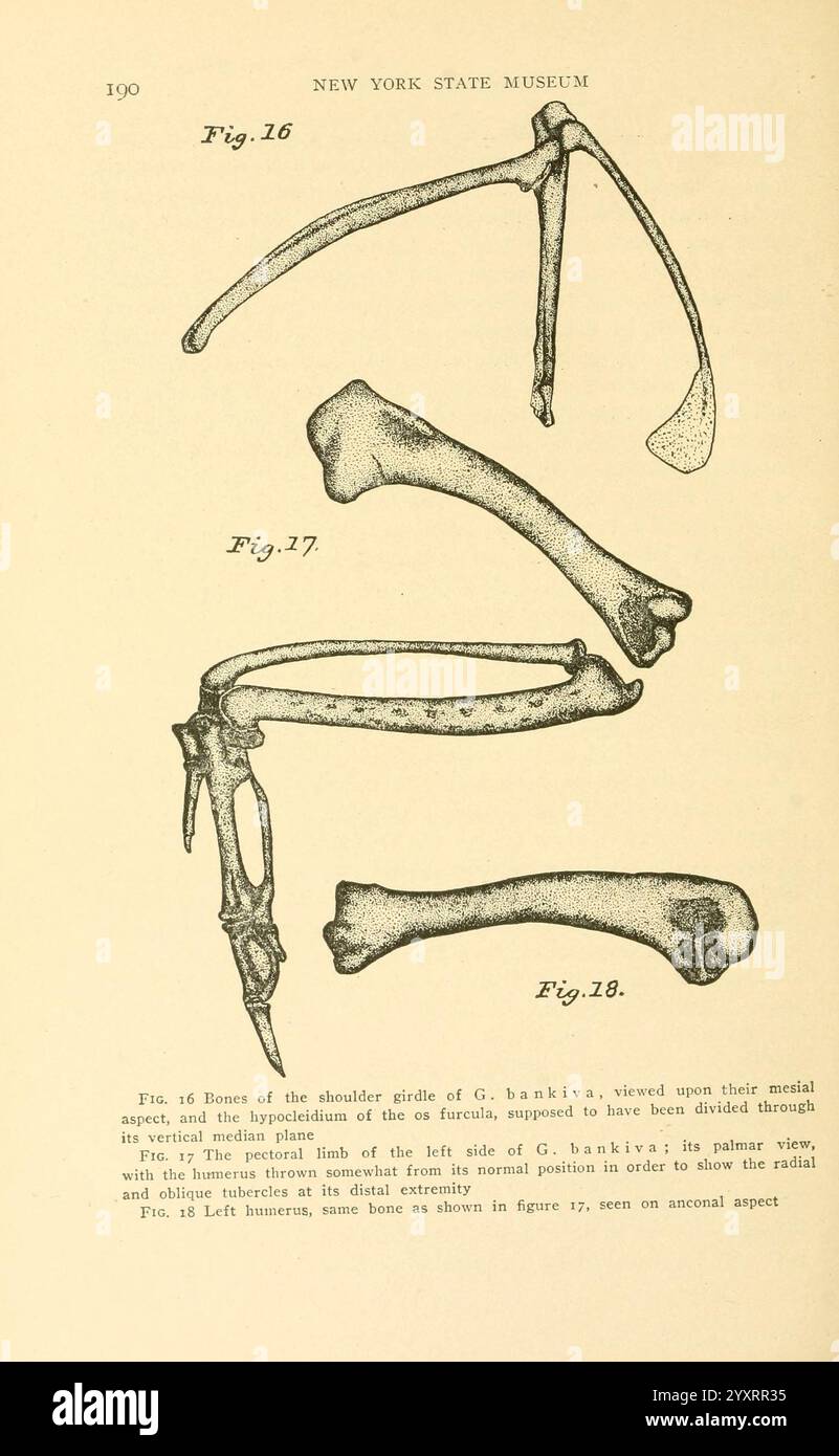 Osteology of birds, 1909. Anatomy, birds, bones, osteology, accipitres ...
