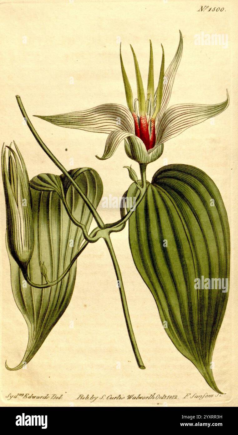 Stemona tuberosa hi-res stock photography and images - Alamy