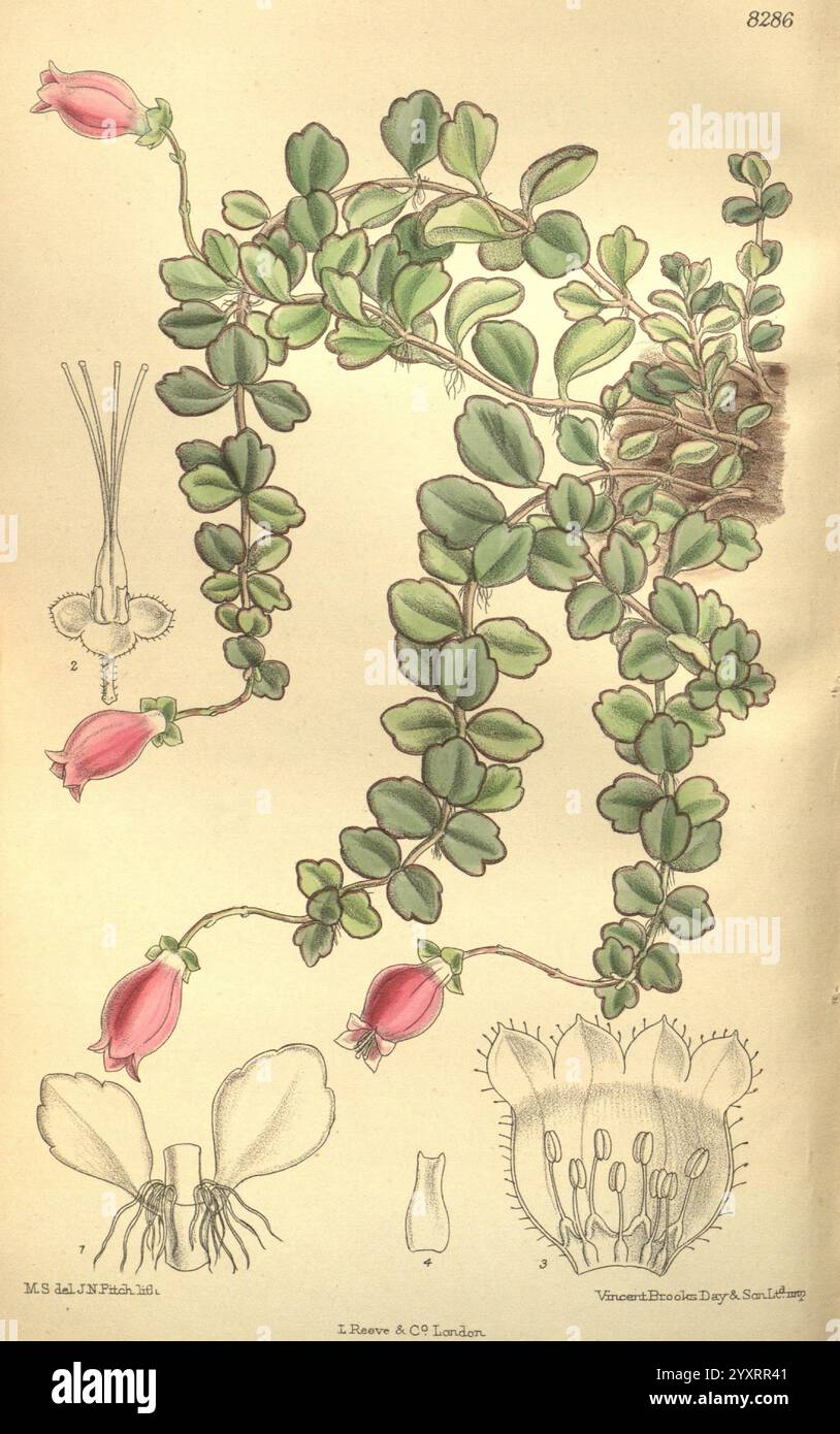 Curtis's Botanical Magazine London New York Botanical Illustration ...