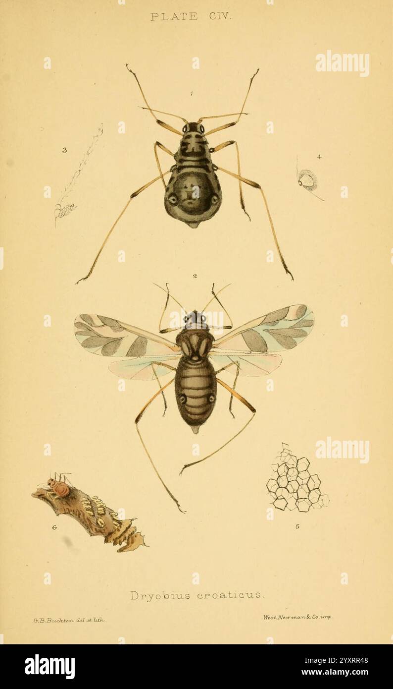 Insects egg clusters hi-res stock photography and images - Alamy