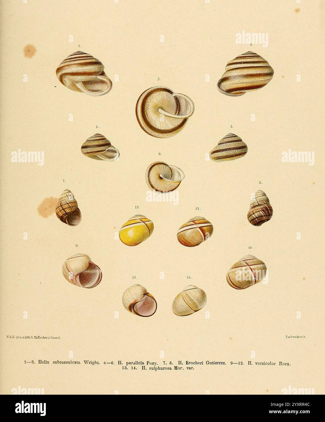 Identifying different types of mollusks hi-res stock photography and images - Alamy