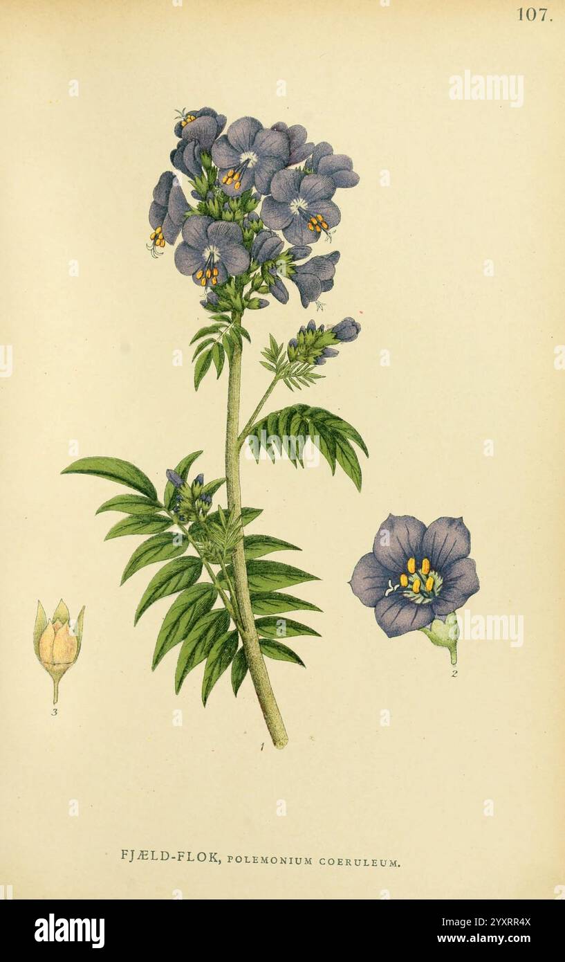 Two smaller blooms hi-res stock photography and images - Alamy