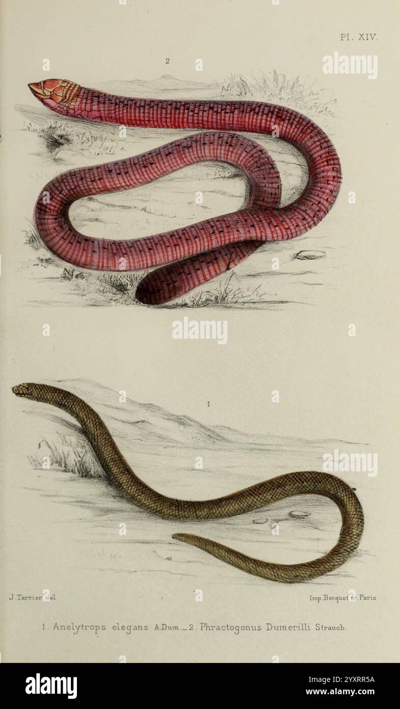 Snake identified hi-res stock photography and images - Alamy