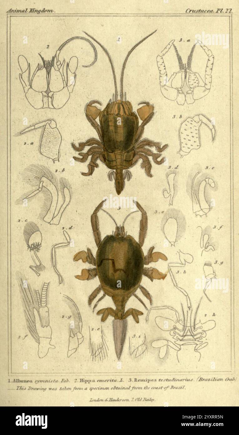 Highlighting different anatomical parts hi-res stock photography and ...