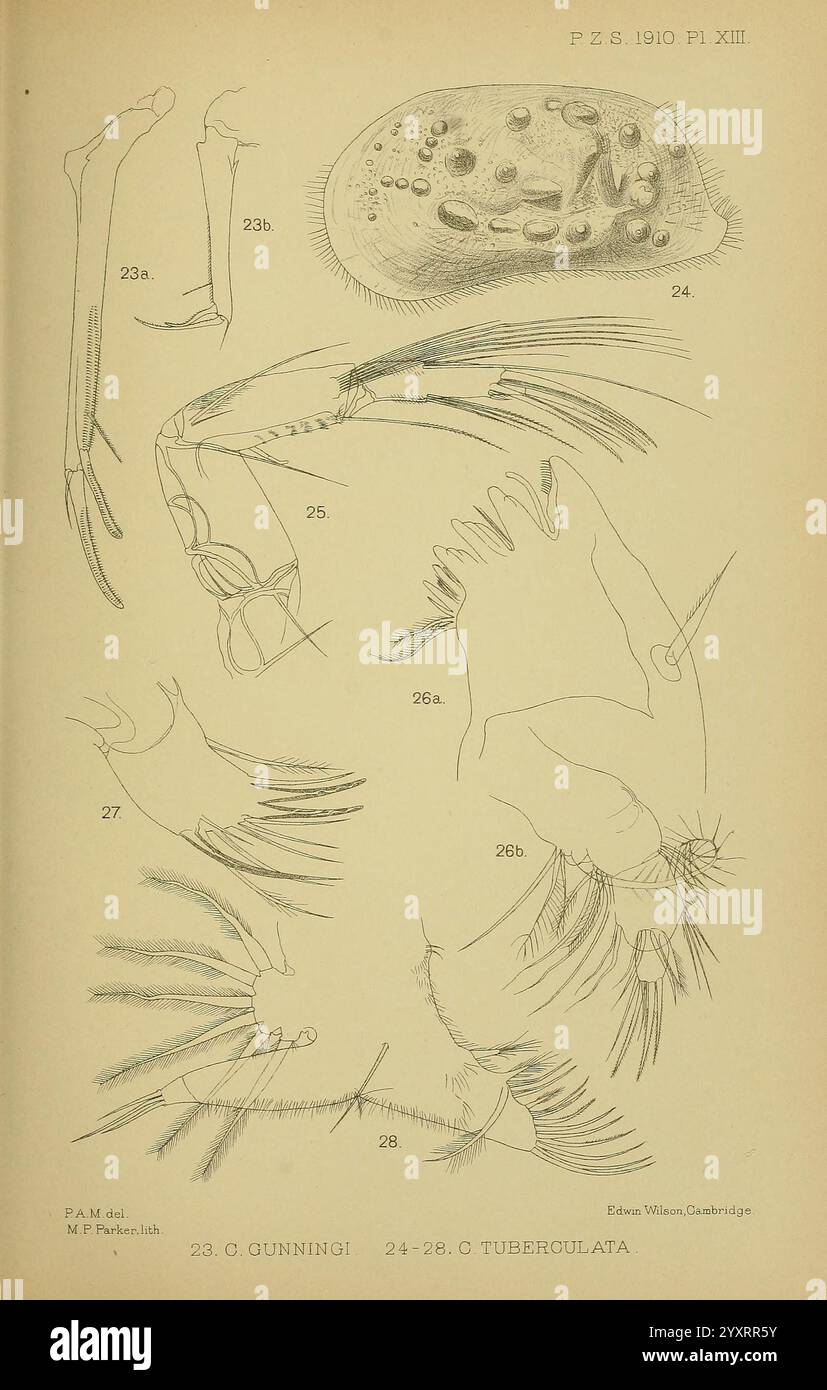 Intricate scientific drawings hi-res stock photography and images - Alamy