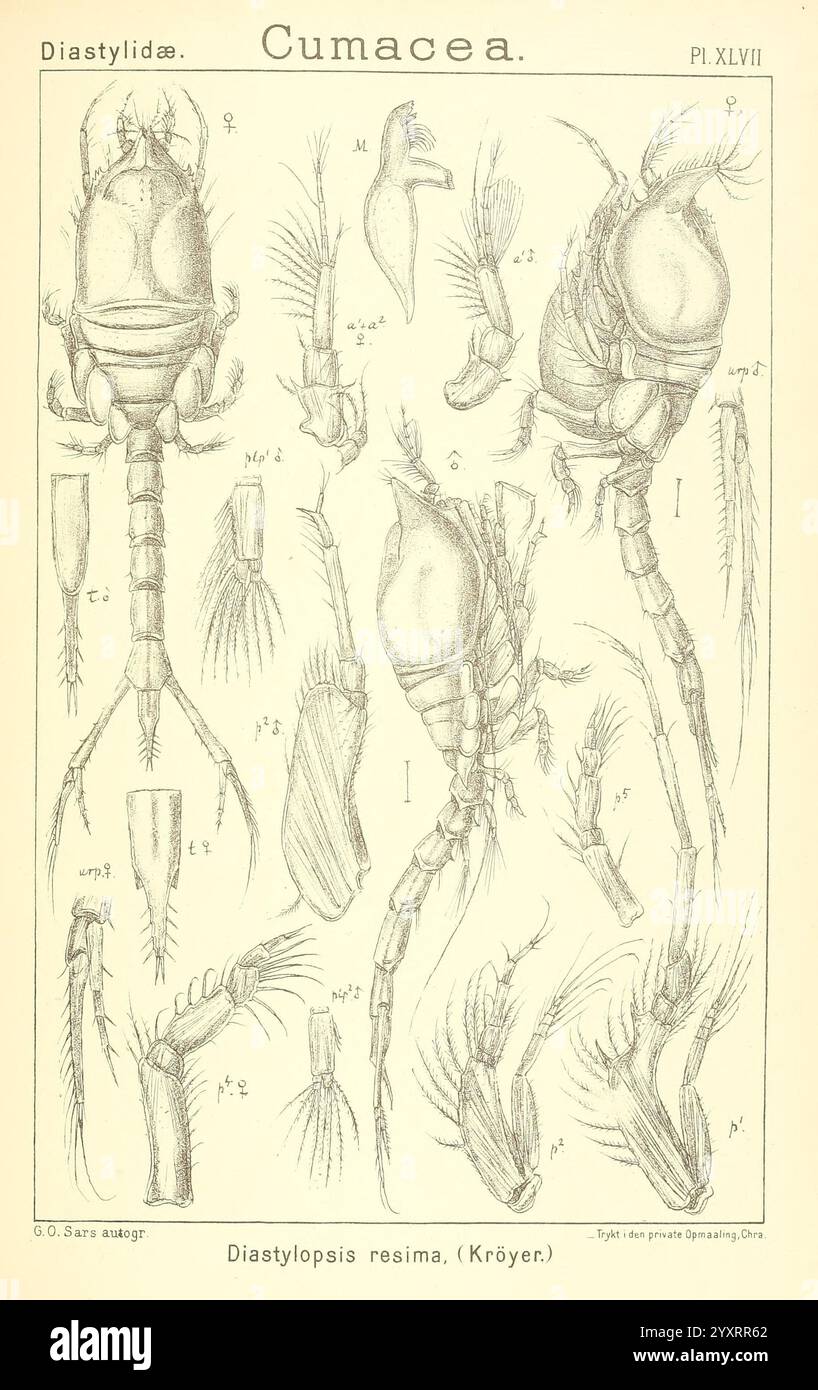 Morphological structures essential hi-res stock photography and images ...