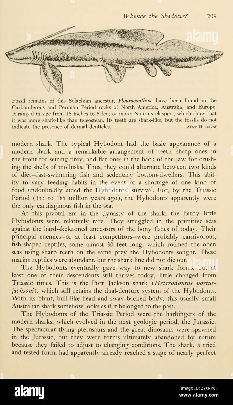 Shadows in the sea Philadelphia, Chilton Books 1963 shark Woods Hole ...