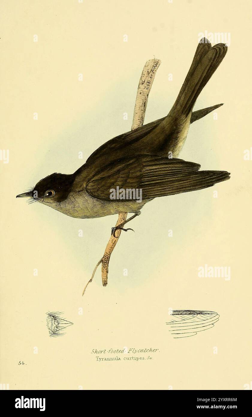 A selection of the birds of Brazil and Mexico, the drawings 1841, birds ...