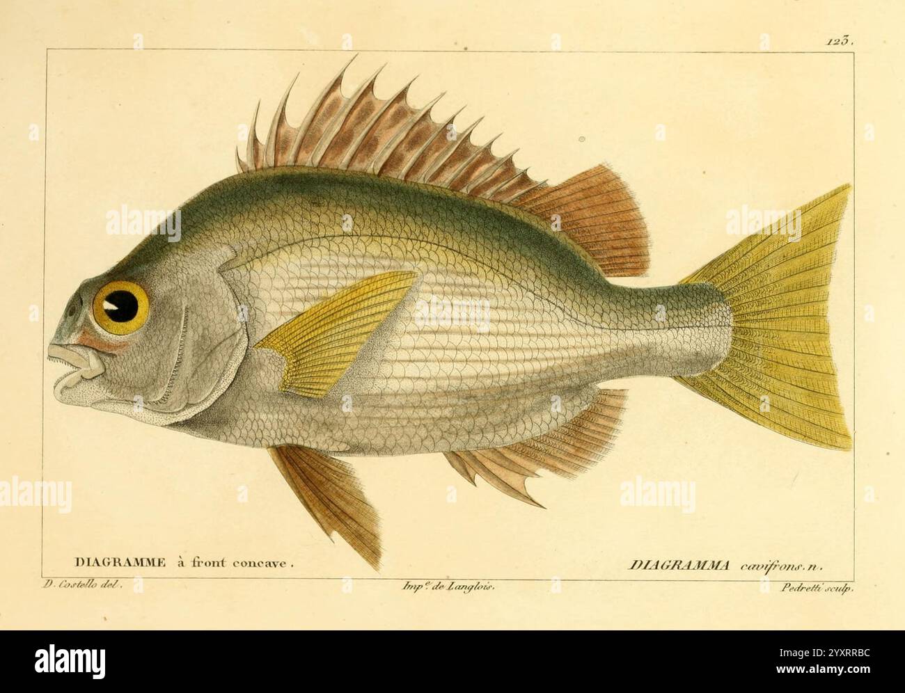 Prominent eye captures attention hi-res stock photography and images ...