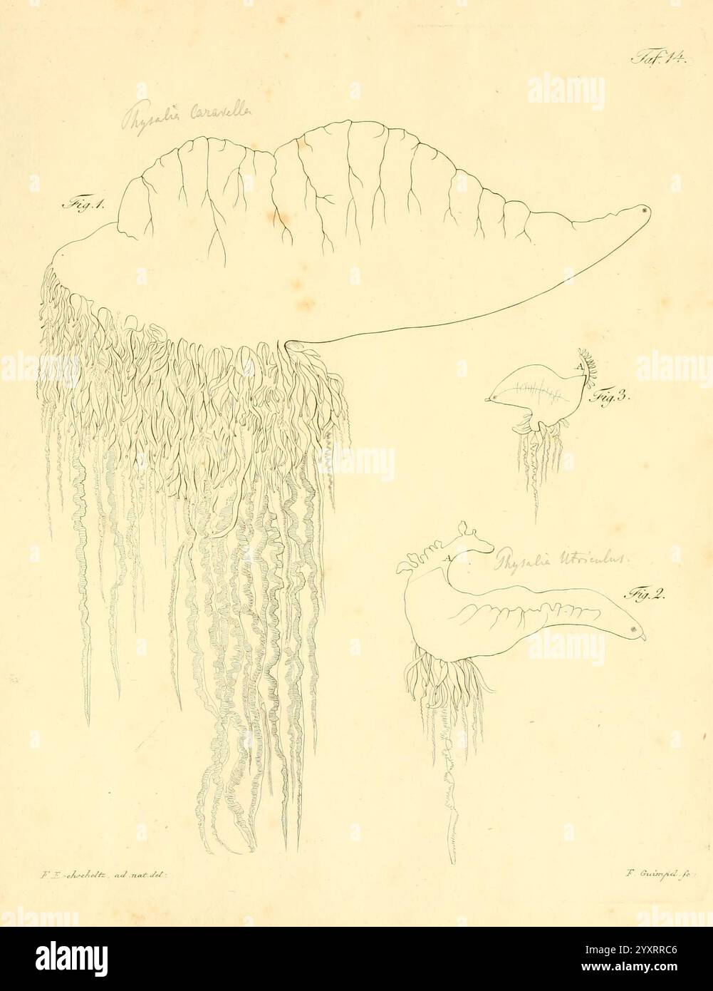 System der Acalephen Berlin F. Dummler 1829 jellyfishes scyphozoa ...