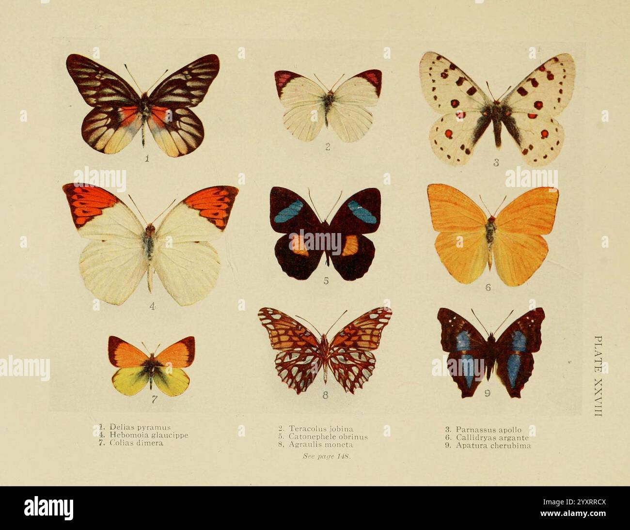 Nine beautifully illustrated butterflies hi-res stock photography and ...