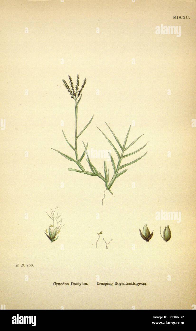 English, botany, or Coloured, figures, of, British, plants, London, R ...